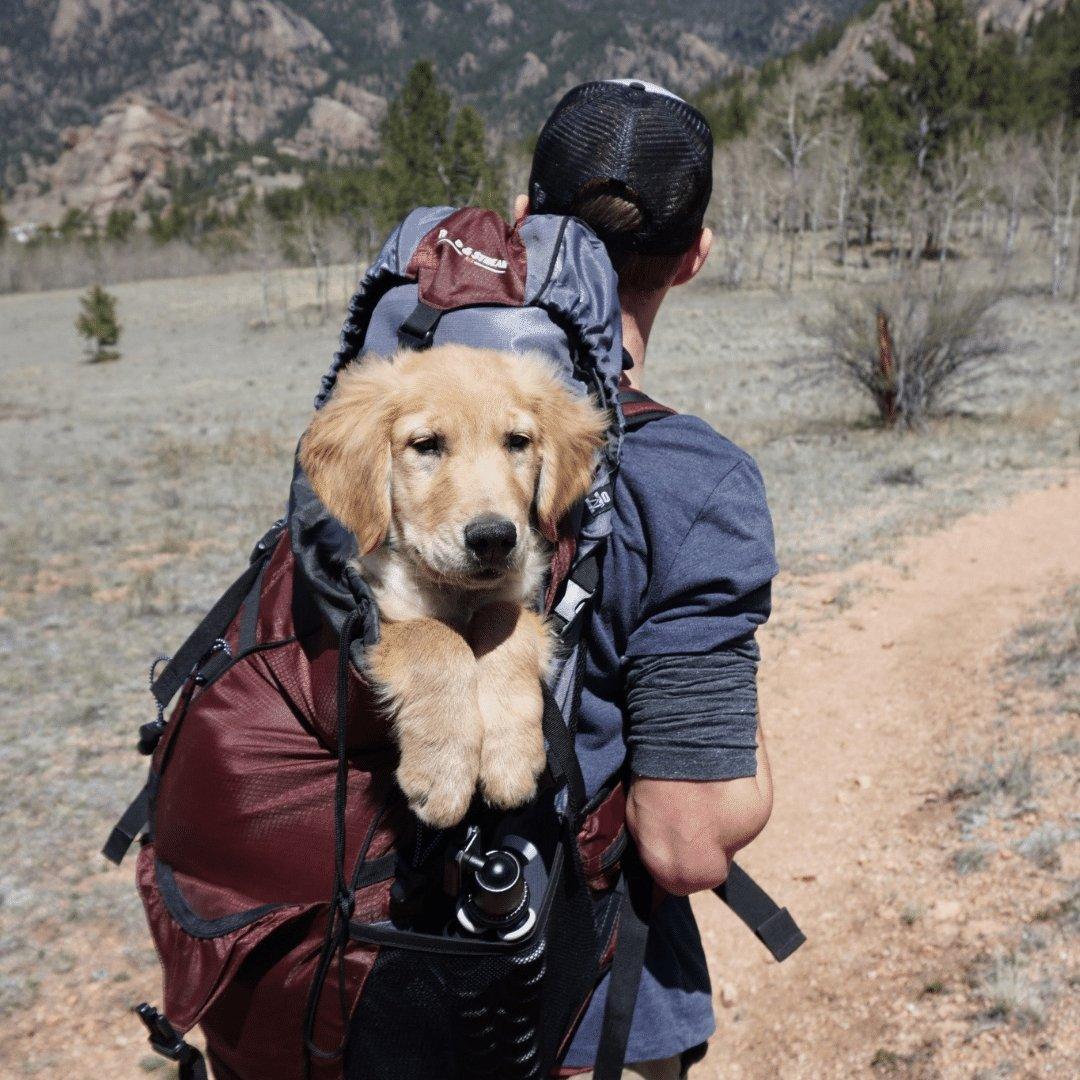 Dog Travel | 9 Tips for Travelling with Your Dog — petpawz.com.au