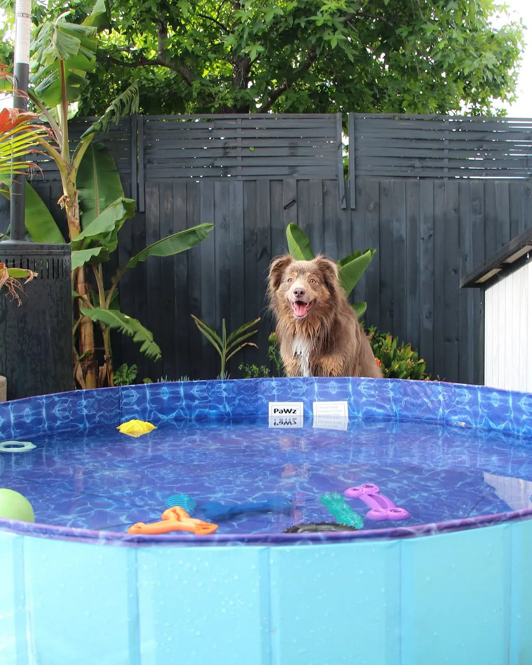 Dog Swimming Pool | Dog Padding Pool | PaWz Australia